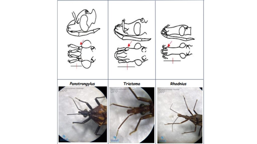TRYPANOSOMA CRUZI – Atlas de Parasitologia