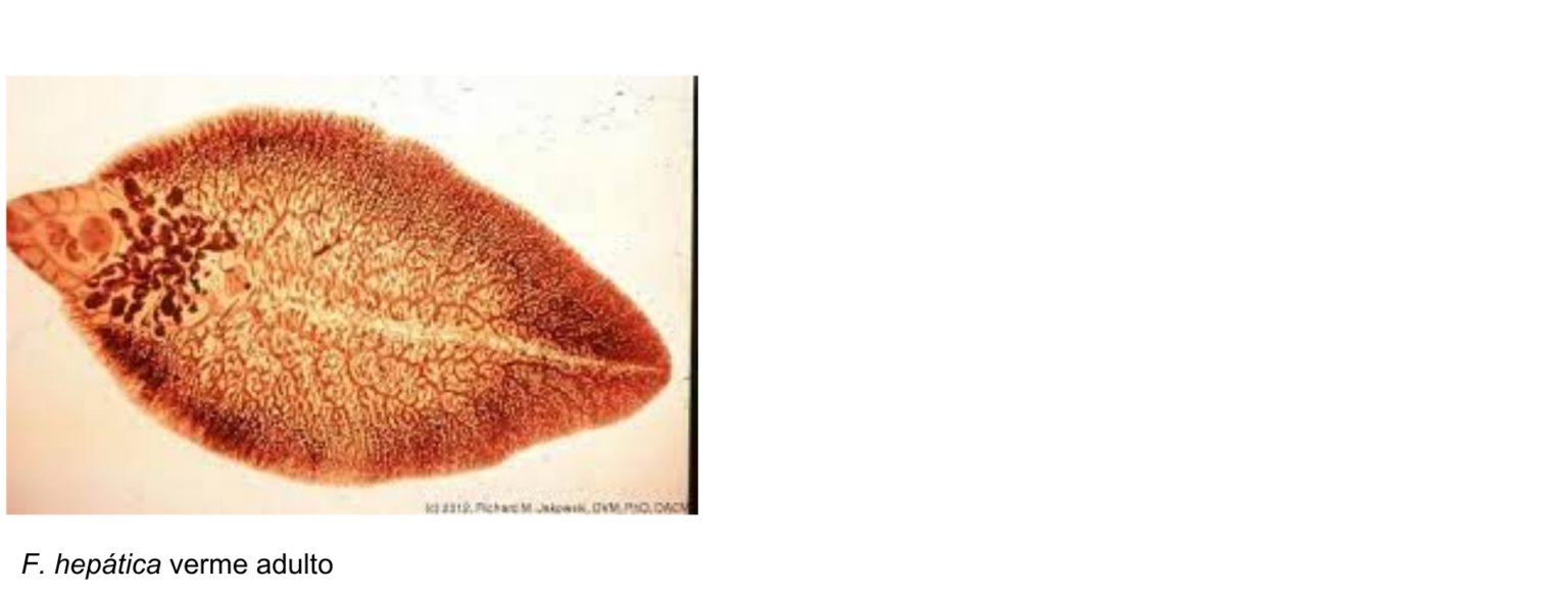 FASCIOLA HEPÁTICA – Atlas de Parasitologia