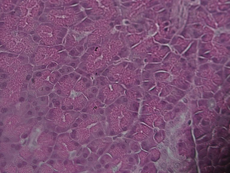 pancreas 40x 1 – Histologia Interativa