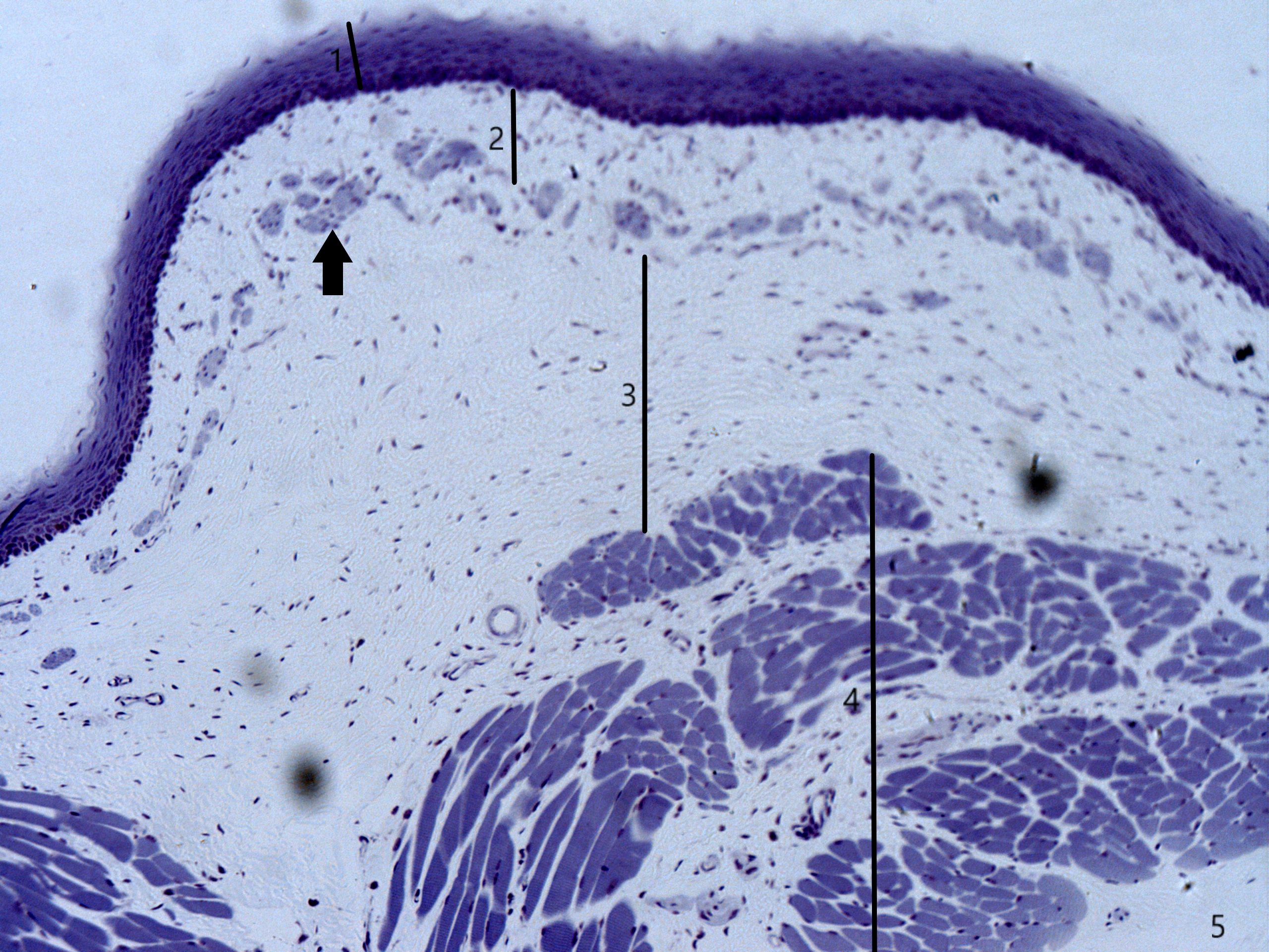 Esôfago – Histologia Interativa