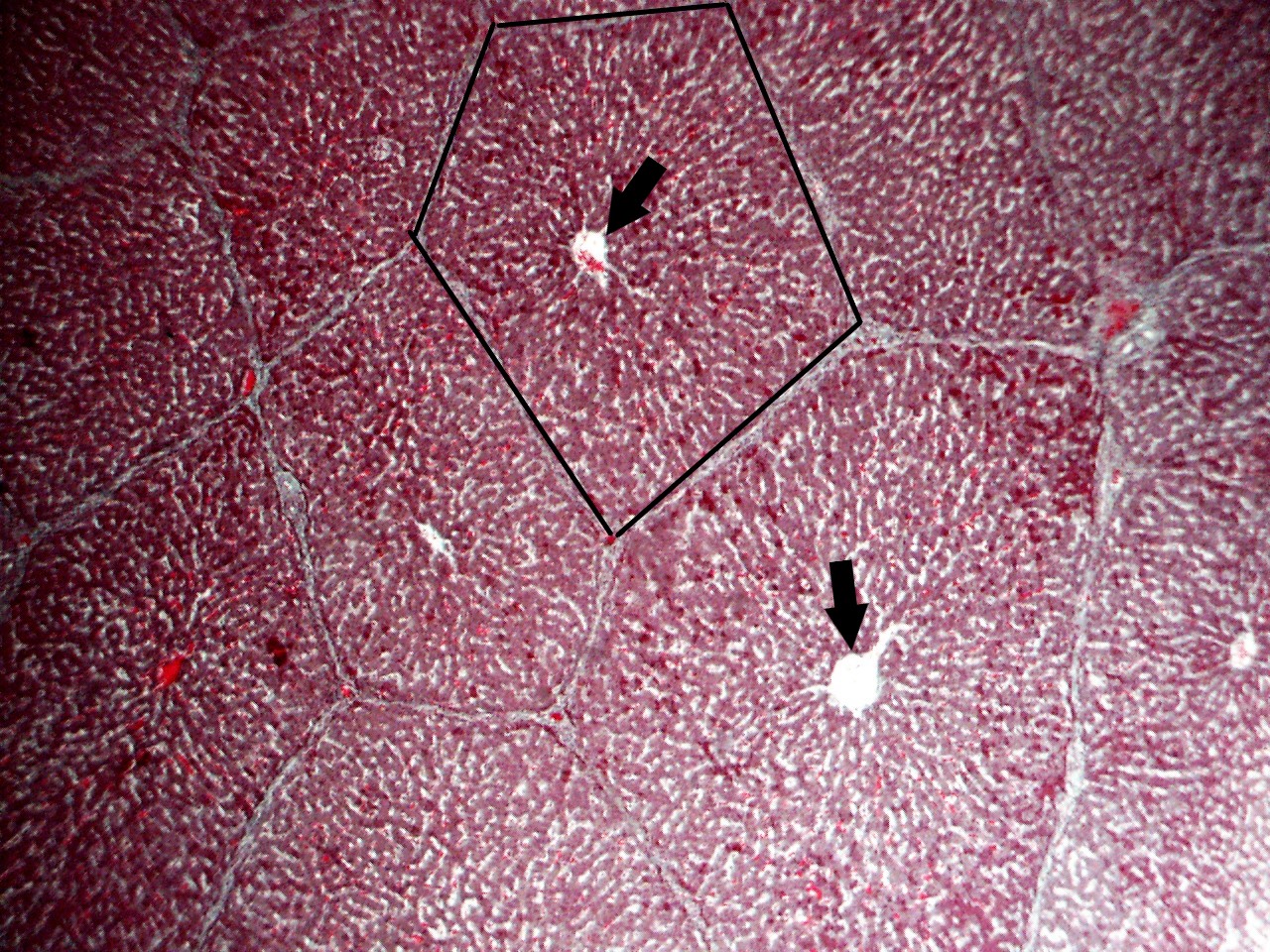 Fígado – Histologia Interativa