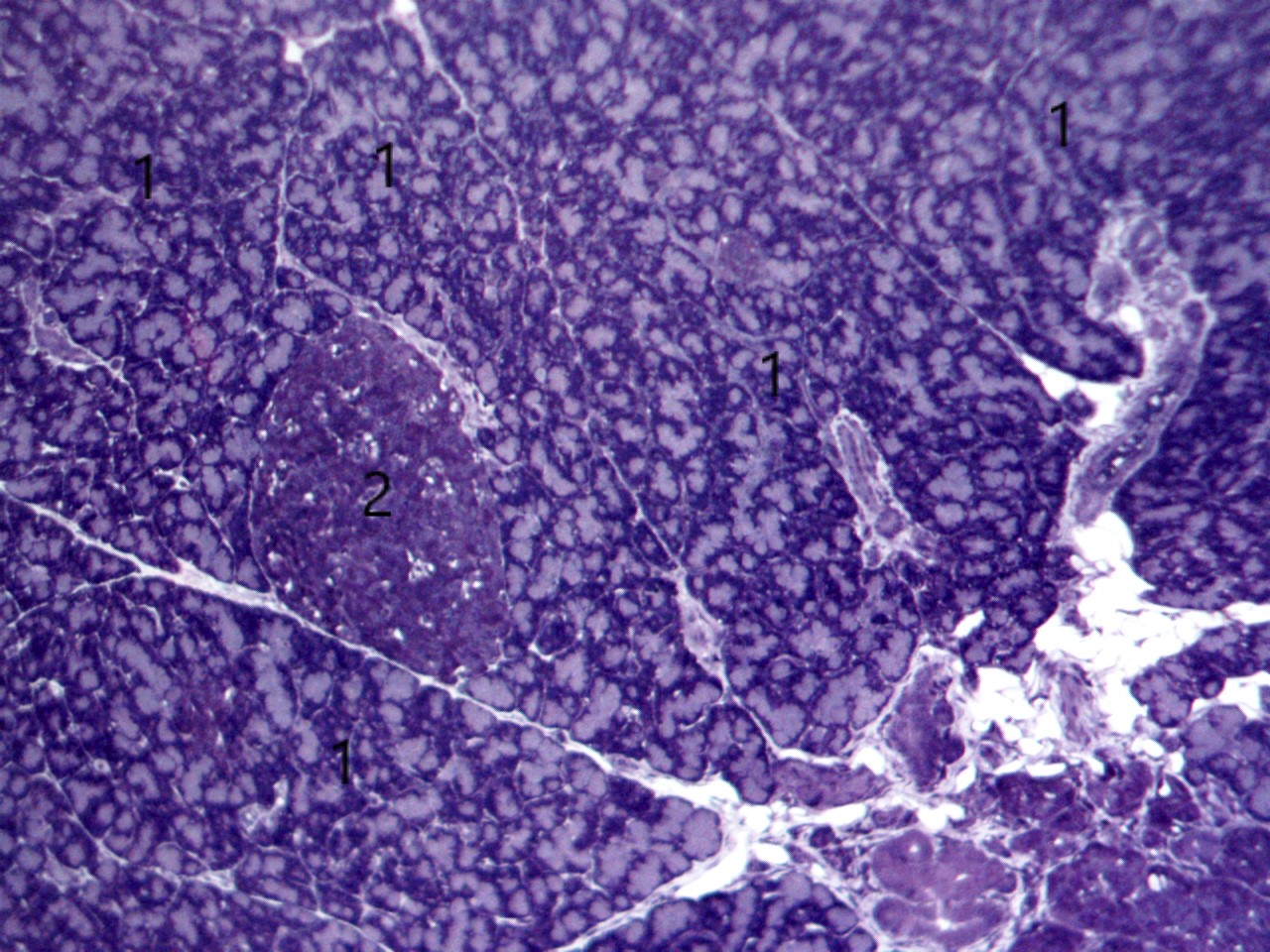 Pâncreas – Histologia Interativa