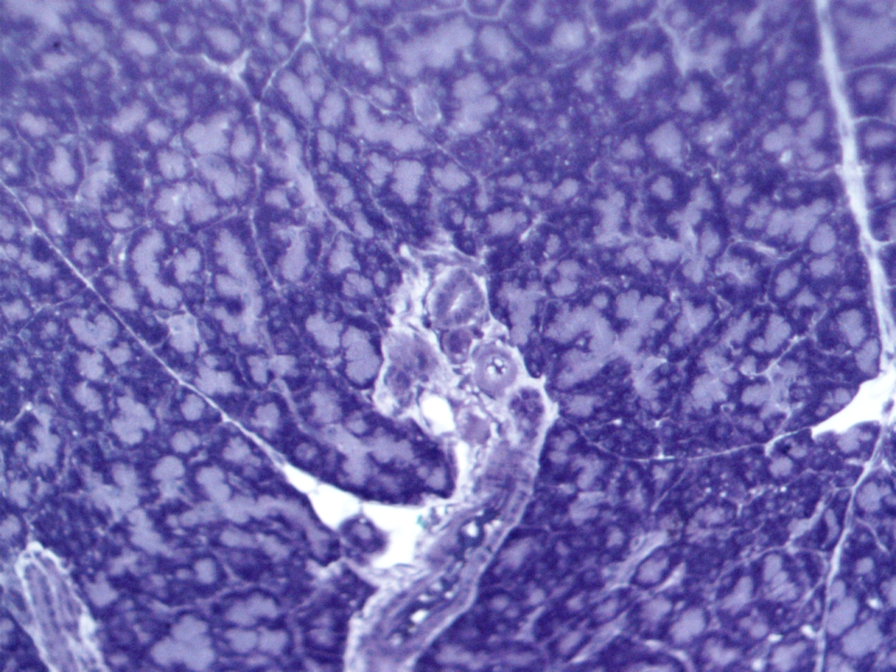 Pâncreas – Histologia Interativa