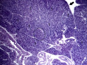 Pâncreas – Histologia Interativa