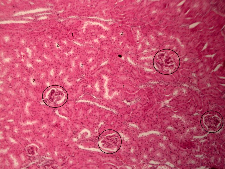 Rim – Histologia Interativa