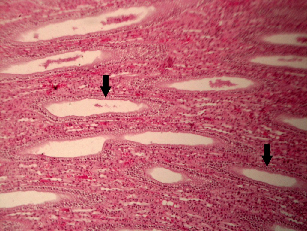 Rim – Histologia Interativa