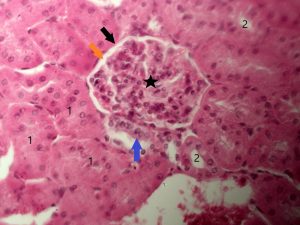 Rim – Histologia Interativa