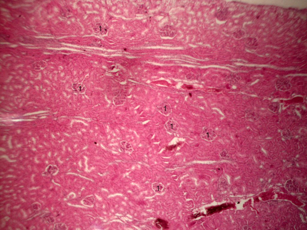 Rim – Histologia Interativa