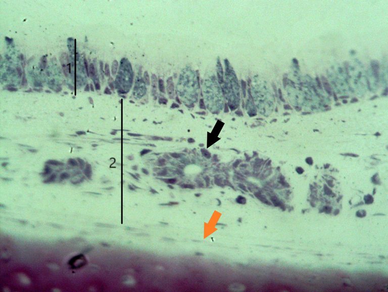 traqueia 40x 1 – Histologia Interativa