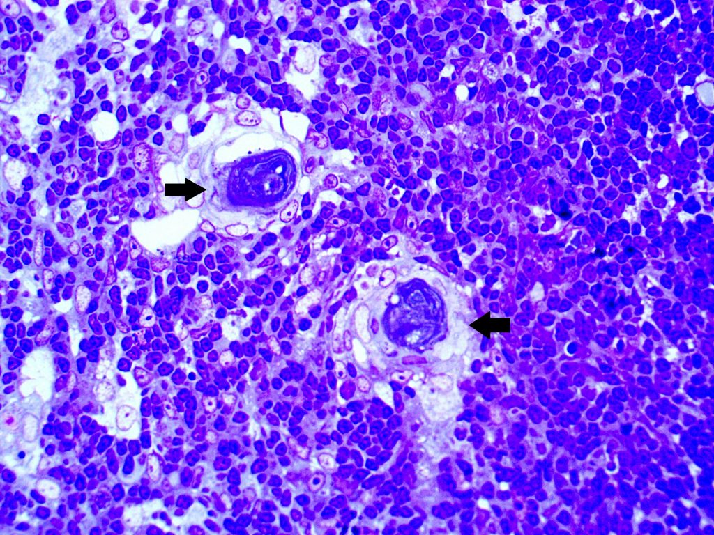 Timo – Histologia Interativa
