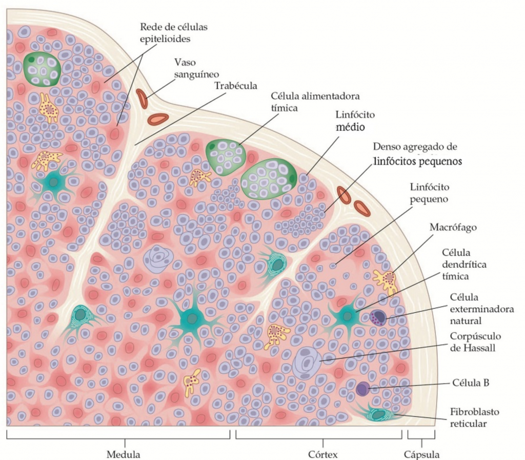 Sistema Linfóide – Histologia Interativa