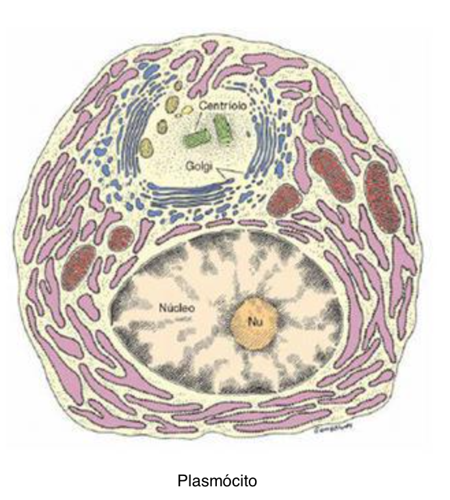 Fibroblastos No Tecido Conjuntivo