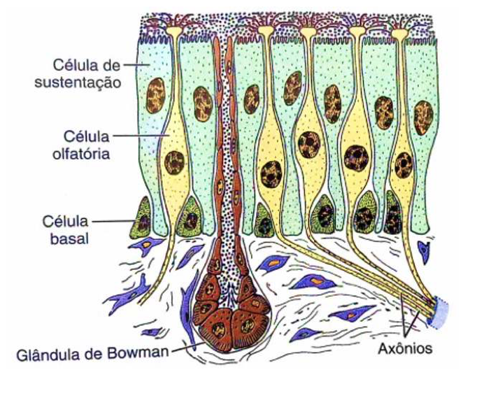 Histologia Do Ventriculo Laringeo