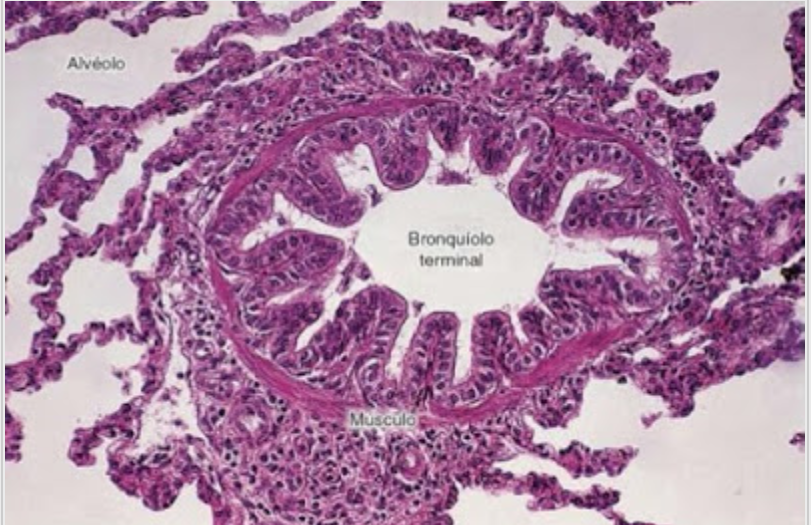 Histologia Do Tecido Pulmonar Alveolos