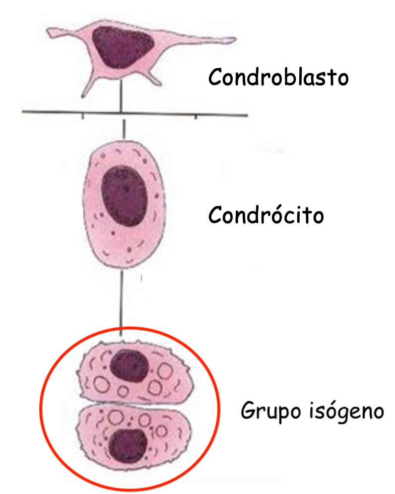Tecido Cartilaginoso – Histologia Interativa