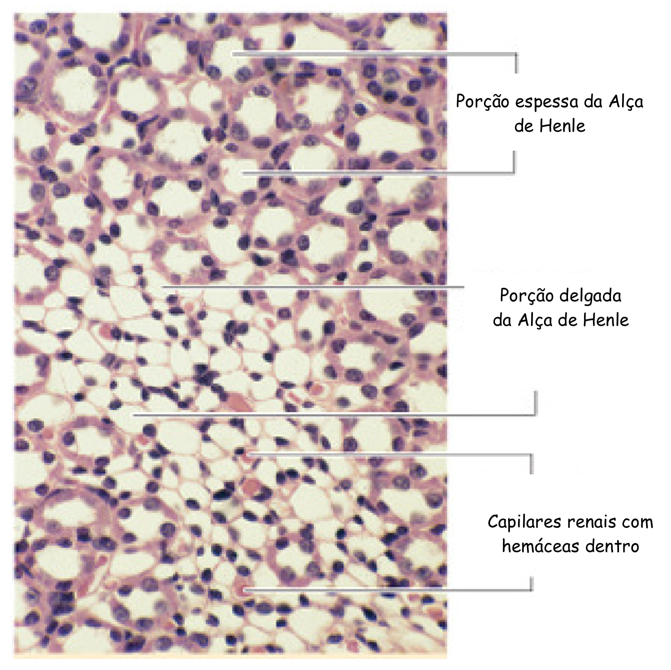 Sistema Urinário – Histologia Interativa