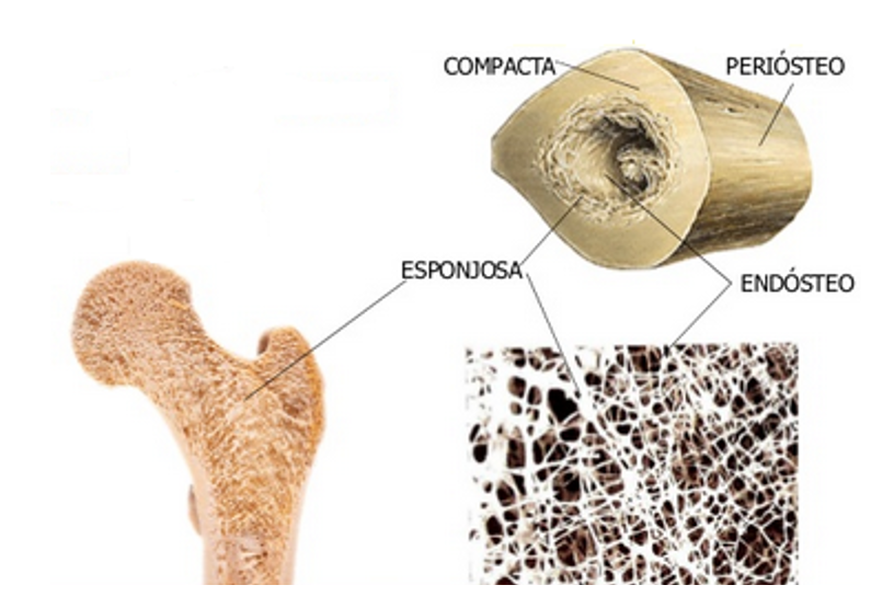 Tecido Ósseo – Histologia Interativa