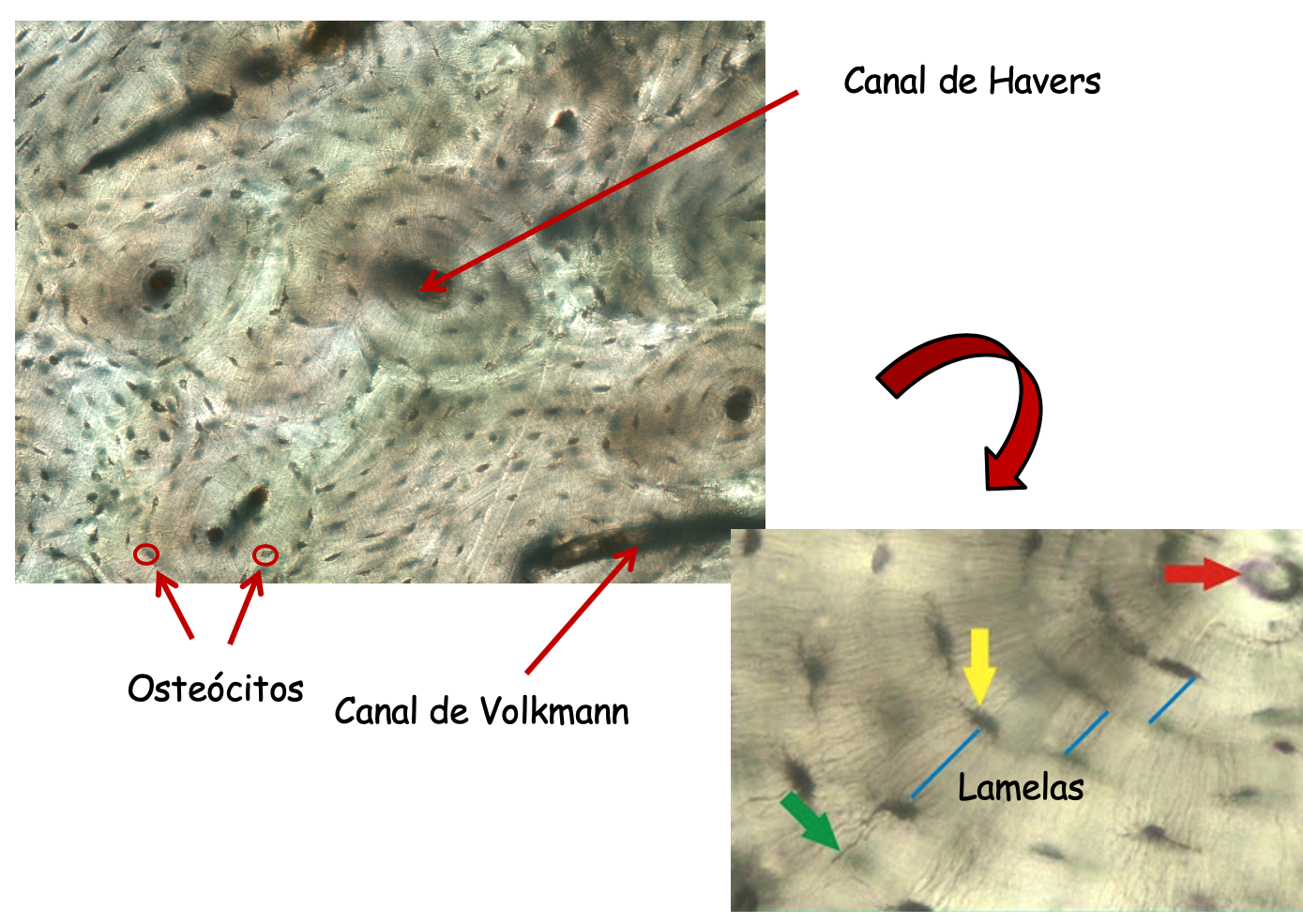 Tecido Ósseo – Histologia Interativa