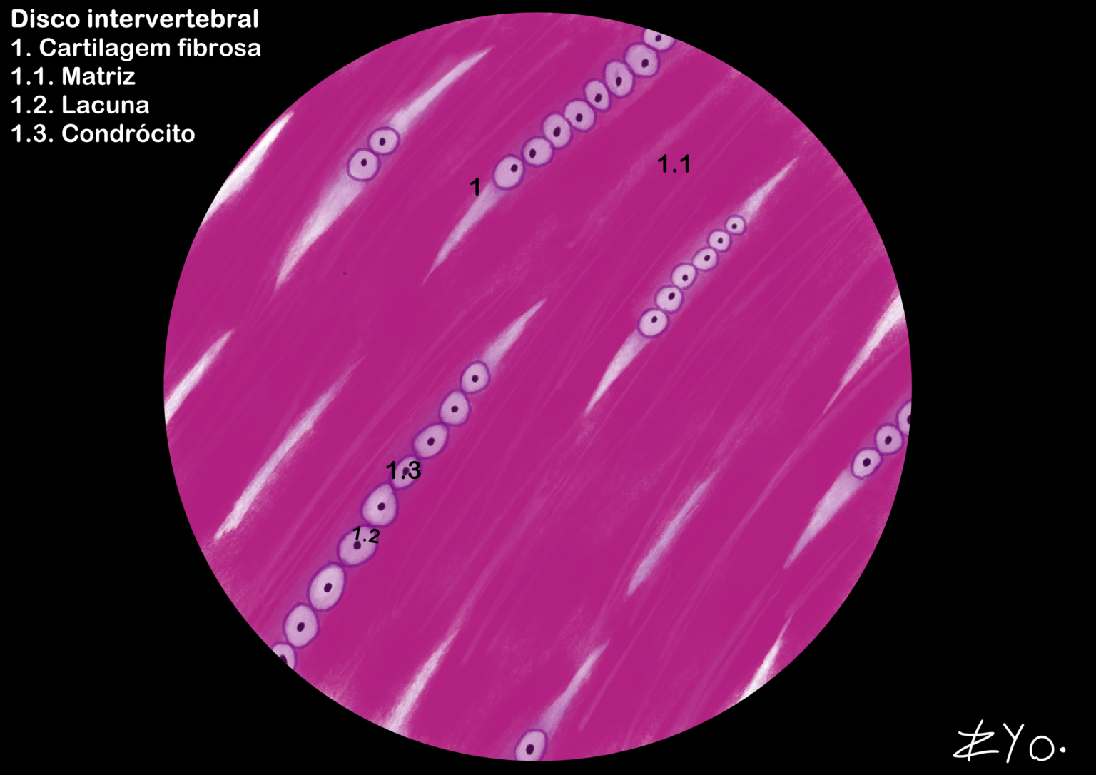 disco intervertebral – Histologia Interativa