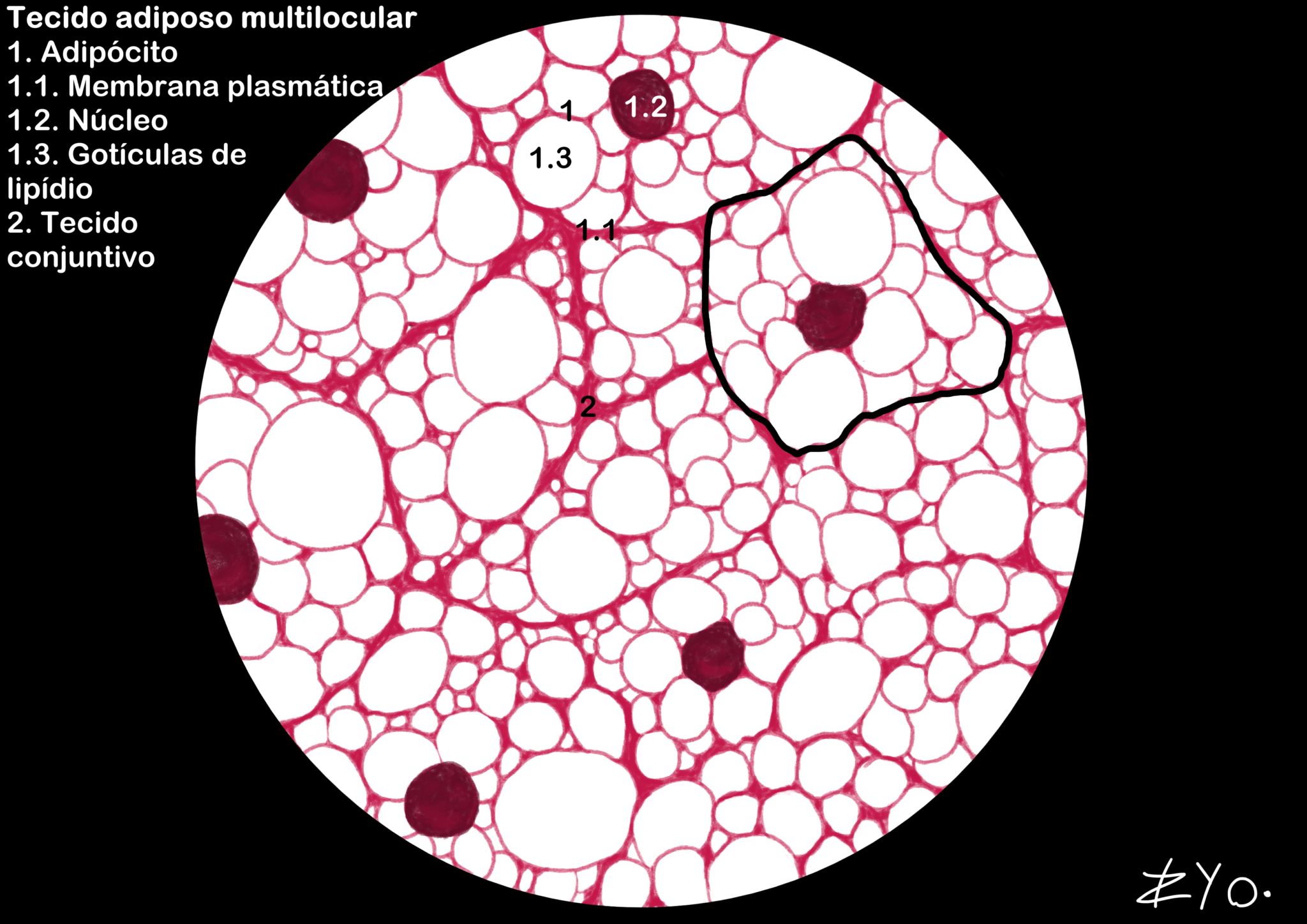 Tecido Adiposo – Histologia Interativa