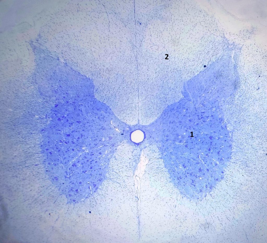 Medula Espinhal – Histologia Interativa