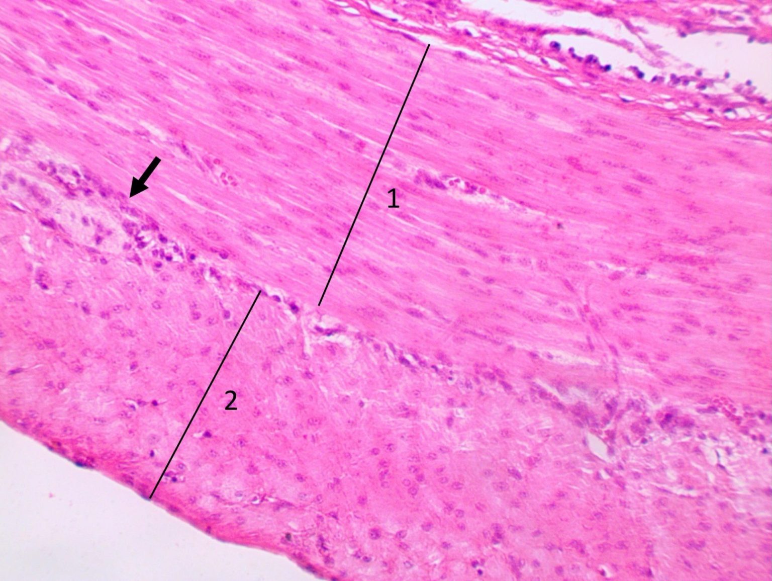 Duodeno – Histologia Interativa